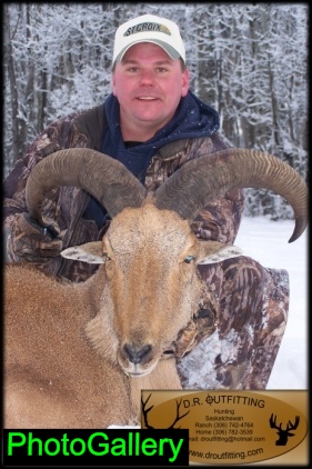 aoudad ram page